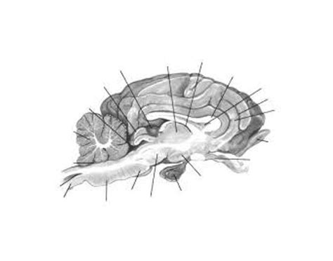 Bisected Brain Left Quiz