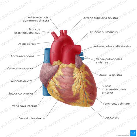 Truncus Pulmonalis Anatomie Verlauf Äste Und Pda Kenhub