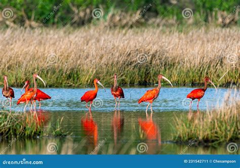 Scarlet Ibis National Bird Of Trnidad And Tobago Wading In The Water