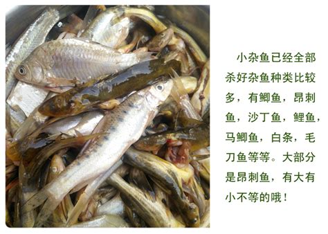 常见小杂鱼图鉴淡水常见小杂鱼图鉴小溪河里常见的小鱼品种大山谷图库