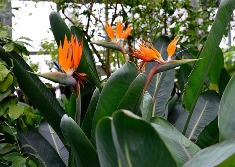 Цветок стрелиция (райская птица): фото, королевская, Николая, уход в ...