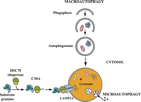 Three Types Of Autophagy All Three Types À Macroautophagy