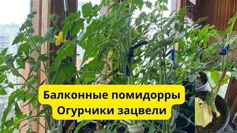Балконный сад! Балконные помидоры и огурци!Овощи на балконе! - YouTube