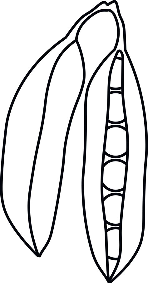 Two Pea Pods Depicted In A Contour Drawing 13992702 Vector Art At Vecteezy
