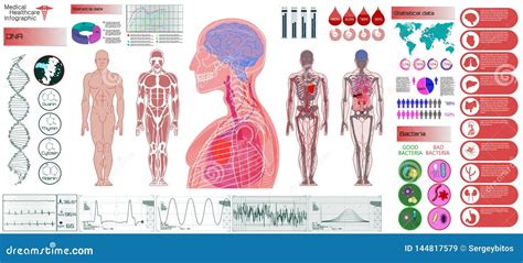 Menselijke Anatomie Lichaam Met Interne Organen Vector Illustratie