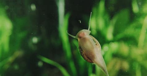 귀뚜라미 근접 달팽이 기는 껍데기 녹색 수족관 느린 달팽이 달팽이 기어가기 달팽이 껍질 달팽이 더듬이 달팽이 환경 달팽이의 움직임 달팽이의 행동 물