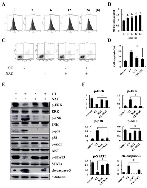 Intracellular Ros Generation And Apoptosis Induced By Ct In Human
