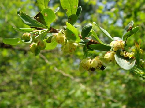 メギ目木 いきものガイド 茅野市 市民の森 いきものガイド