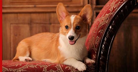 Милые и неприхотливые 3 породы собак о которых легко заботиться Информационное агентство