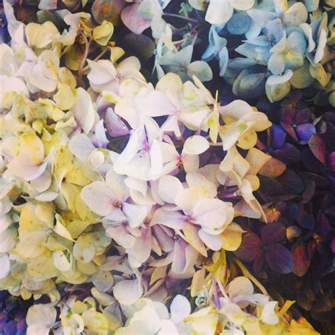 Pin By Almadiana Silva Amado On The Preciousness Of Flowers Flowers
