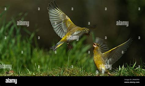 European Greenfinch Carduelis Chloris Adult In Flight Fighting