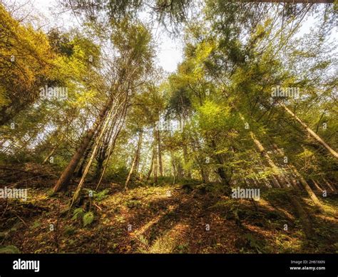 Alternative Vertical View Of Colourful Autumn Woodland Scene Looking