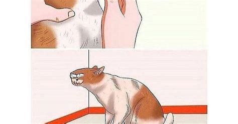 Lemon Pills Album On Imgur