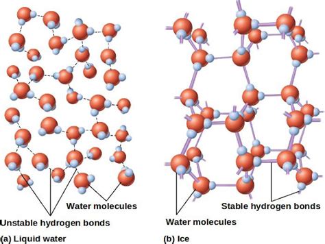EC Honors Biology Adhesion And Capillary Action Notes And Activities