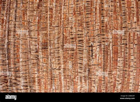 Palm Bark Pattern Texture Tropical Tree Trunk Background Exotic Wood Backdrop Stock Photo Alamy