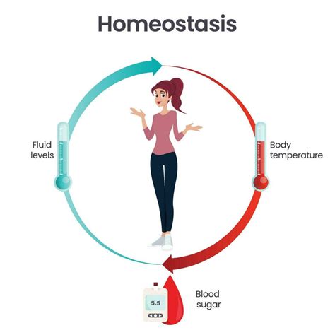 Homeostasis Diagram