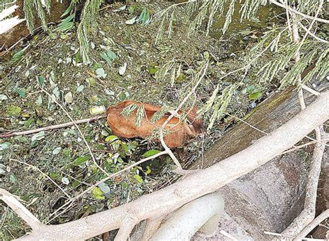 誤墮引水道 小黃牛獲救 東方日報