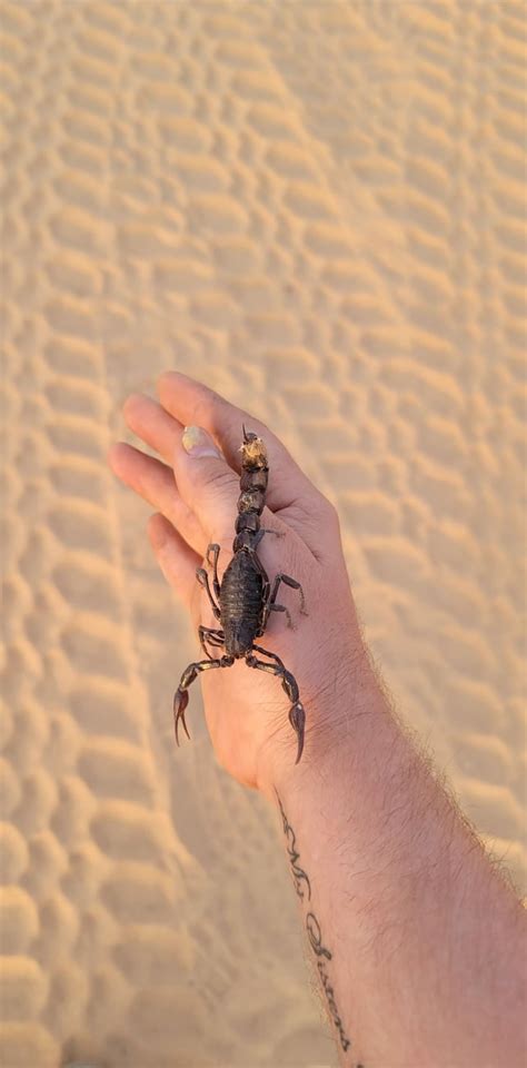 Can Dictator And Emperor Scorpions Live Together Scorpions