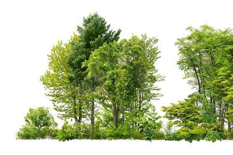 Green Trees Isolated On White Background Forest And Foliage In Summer Row Of Trees And Shrubs