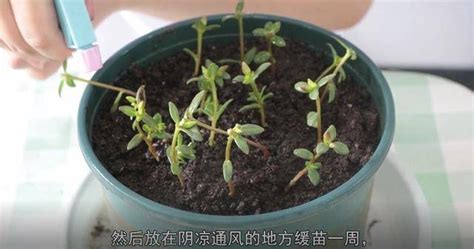 太阳花的扦插方法太简单了适合新手几根枝条就能扦插出一大盆 土壤