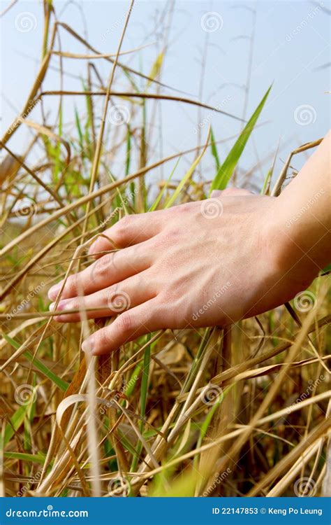 Man S Hand Touching The Grass Feeling Nature Stock Image Image Of
