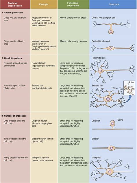Types Of Neurons
