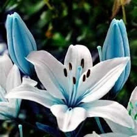 Jual Seedling Anggrek Dendrobium Macam Warna Warna Cantik Seperti Kamu