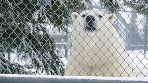 Calgary Zoos 31m Expansion Will Include New Polar Bear Habitat Cbc News