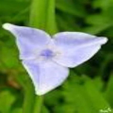 Triangular Flowers Arrangement At Rs 6247piece In Noida