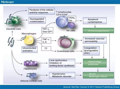 Ebola Virus Pathogenesis Lab Diagnosis Ppt