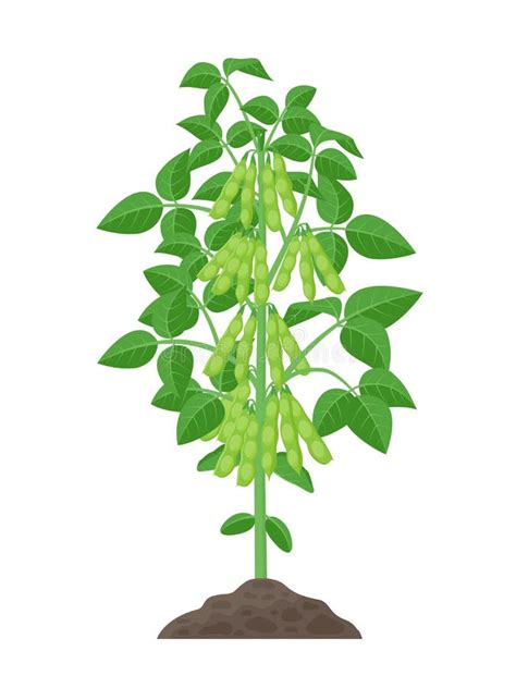Soybean Plant Vector Illustration Isolated On White Background Soya