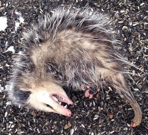 Opossum Playing Dead