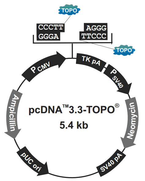 Pcdna33 Topo质粒图谱、载体图谱、序列、价格、抗性、测序引物、大小等信息生物风载体