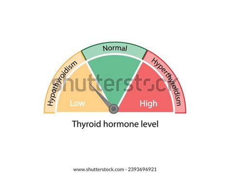 Thyroid Function Test Thyroid Gland Hypothyroidism Stock Vector Royalty Free 2393696921