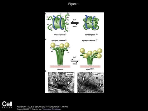 Crashpilot Underachieves Due To Acetylation At The Nerve Terminal Ppt