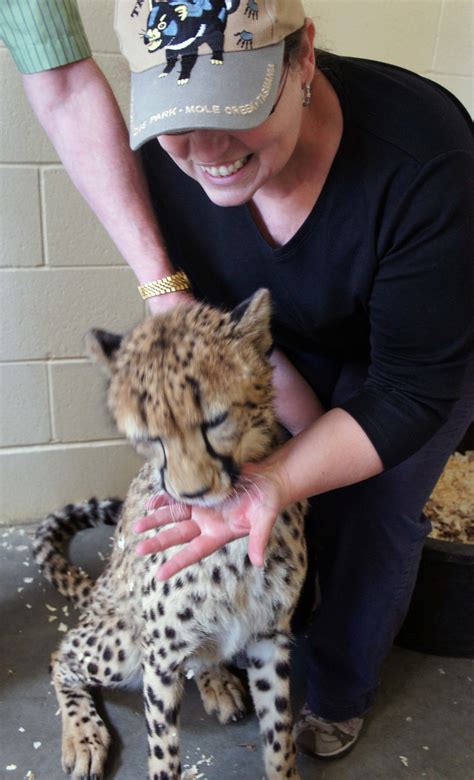 Sandpaper Tongue Why Cats Tongue Is Rough The Tiniest Tiger