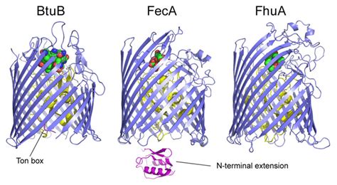 Three Tonb Dependent Transporters From Escherichia Coli The Vitamin B