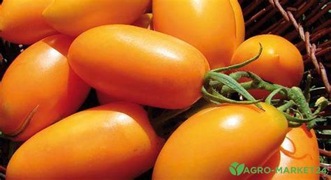 Желтые томаты - сорта и гибриды - Agro-Market24