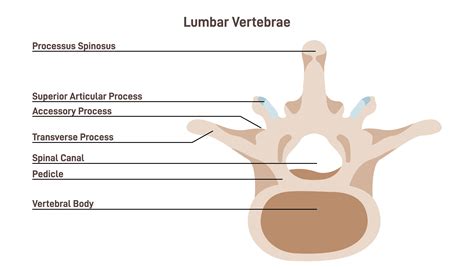 Cervical Thoracic Lumbar Vertebrae