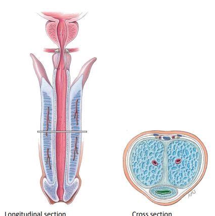 Longitudinal Cross Section Anatomy Sobotta 1909 Fig 658