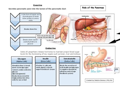 Role Of The Pancreas Illustration Wk 8 Exocrine Secretes Pancreatic