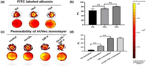Huvec Cell Layer Permeability Assay A Estimation Of Endothelial