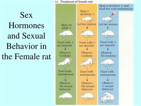 Male Reproductive System Ppt Download