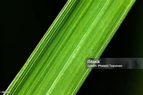 그린의 근접 촬영 자연 보기 잎 텍스처 복사 공간 배경 자연 녹지 식물 조 경 생태 신선한 벽지 개념으로 사용 하 여 정원에서 검은 배경에 0명에 대한 스톡 사진 및 기타