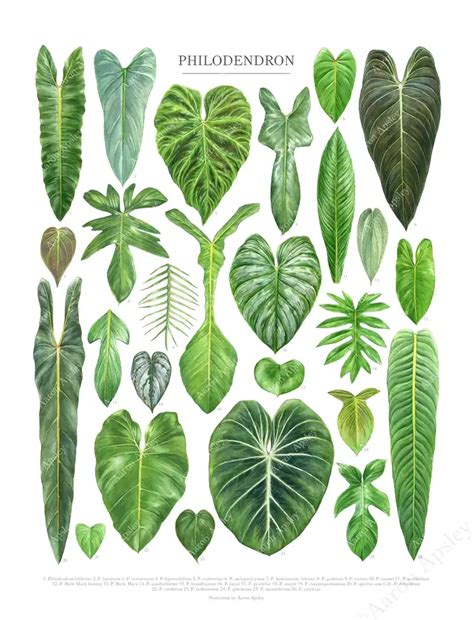Philodendron Squamiferum Growing Tips And Secrets Xu Farm