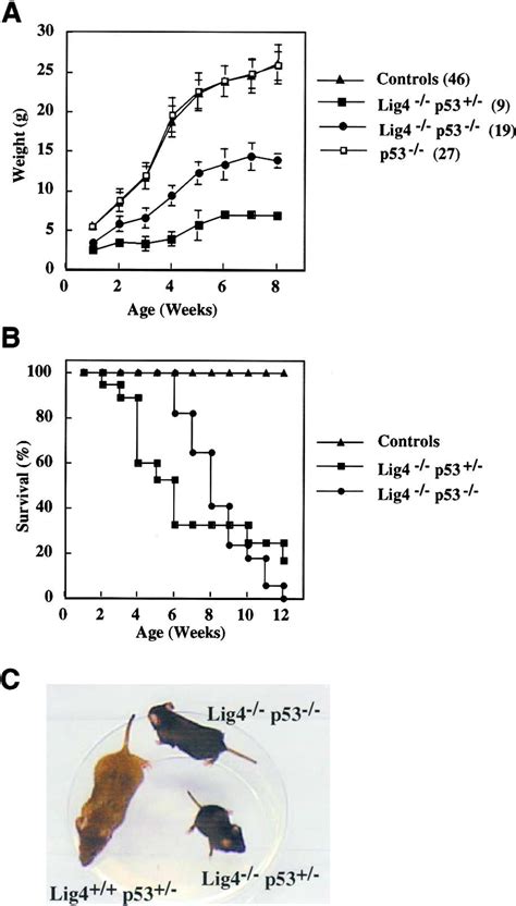Dna Ligase Iv Deficiency In Mice Leads To Defective Neurogenesis And