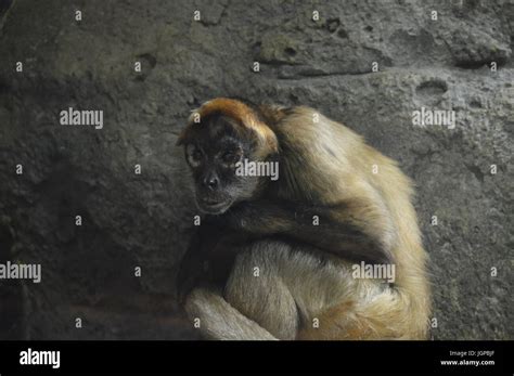 Adult Spider Monkey Hi Res Stock Photography And Images Alamy