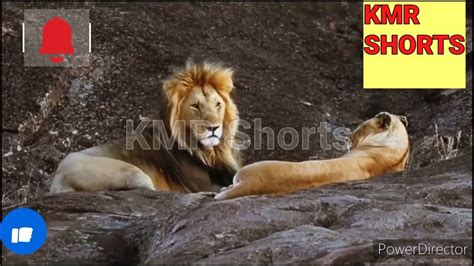 Animals Mating Compilation Part1animals Sex🐯kmrshorts Animalssex