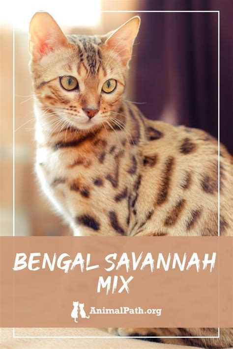 Weird Cat Behaviours And What They Mean Artofit