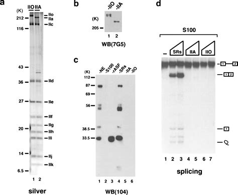 Phosphorylated RNA Polymerase II Stimulates Pre MRNA Splicing